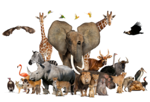 What is the animal naming test? - Sentinel Nurse